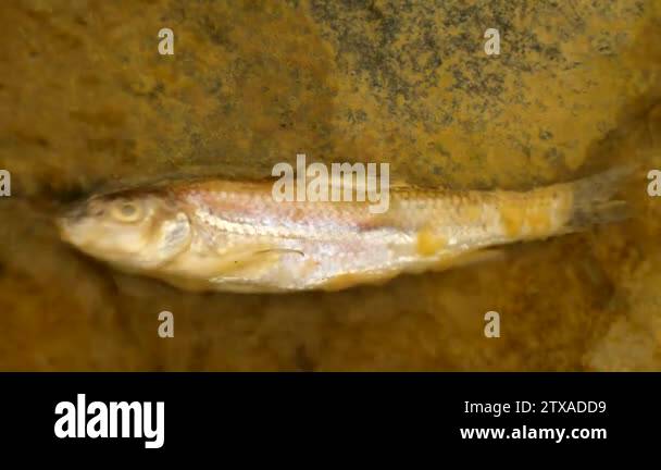 Death small fish in water of sewer. Terrible smell water is splashing ...