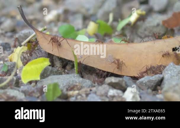 Leaf Cutter Ants moving dead leaf from path, Panama City Metro Park ...
