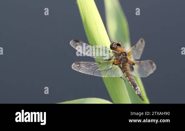 Male skimmers Stock Videos & Footage - HD and 4K Video Clips - Alamy