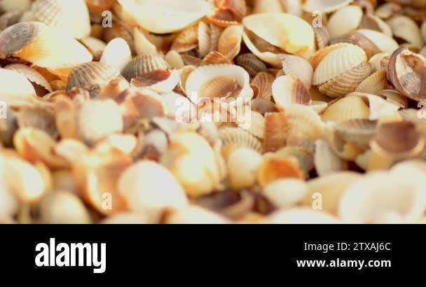 Many scallop shells Stock Videos & Footage - HD and 4K Video Clips - Alamy