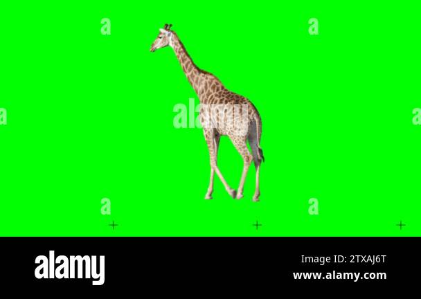 African giraffe slowly walking seamlessly looped on green screen, real ...