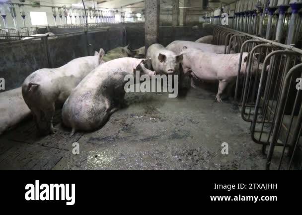 Poor farm conditions Stock Videos & Footage - HD and 4K Video Clips - Alamy