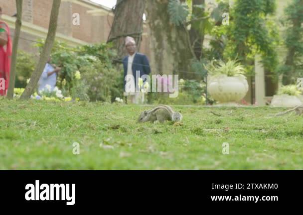 Chipmunk rodent gopher outdoor Stock Videos & Footage - HD and 4K Video ...