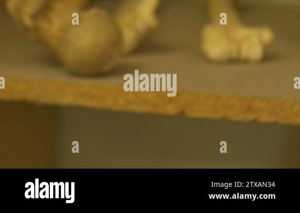 Ancient human skull teeth exposed in a laboratory Stock Video Footage ...