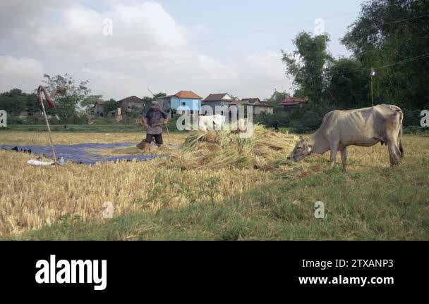 Cow eating rice straw Stock Videos & Footage - HD and 4K Video Clips ...