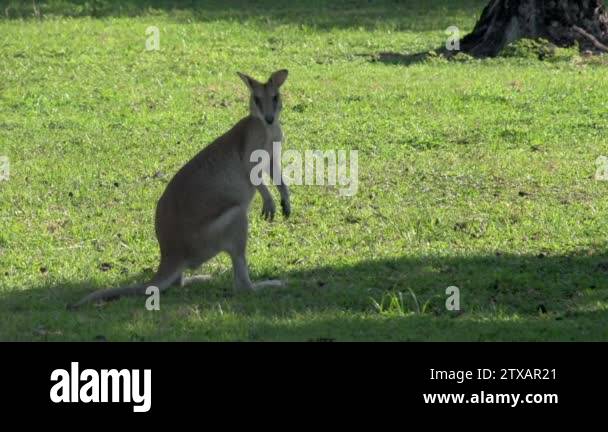 Wallaby looking at camera Stock Videos & Footage - HD and 4K Video Clips - Alamy