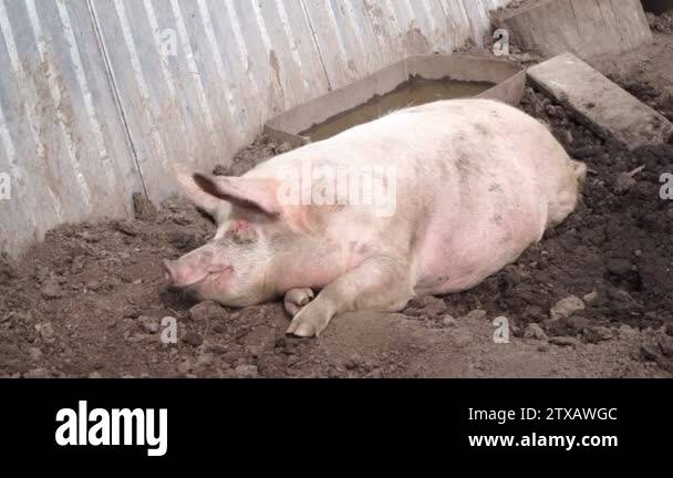 Pig in mud on farm Stock Videos & Footage - HD and 4K Video Clips - Alamy