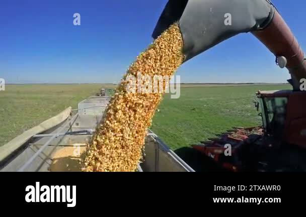 Combine Harvester Unloading Corn Grains into Tractor Trailer. Corn ...