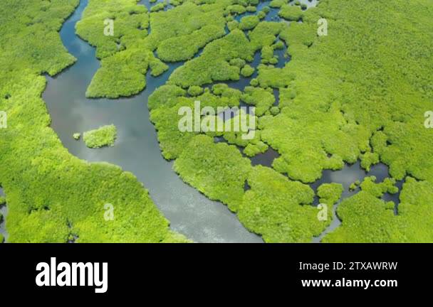 Mangroves with rivers in the Philippines. Tropical landscape with ...