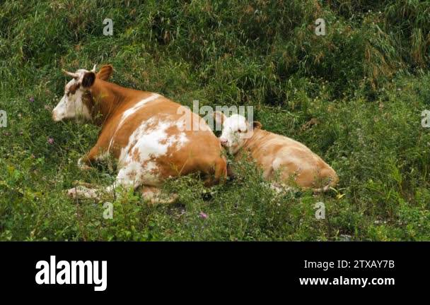 Angus cow calf Stock Videos & Footage - HD and 4K Video Clips - Alamy