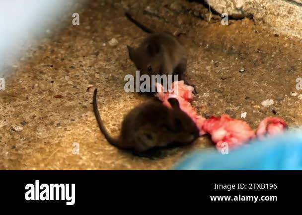 Mouse meat Stock Videos & Footage - HD and 4K Video Clips - Alamy