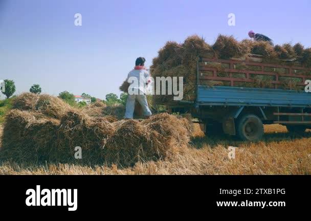 Farmers loading bundles of straw from rice field into a pickup truck ...
