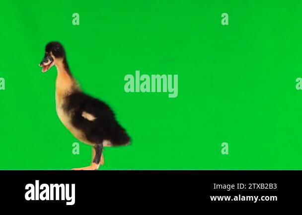 young duck stands and quacks on a green screen Stock Video Footage - Alamy