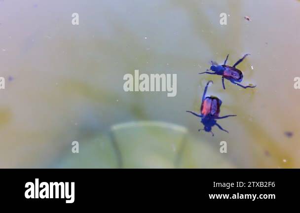 Fighting bugs Stock Videos & Footage - HD and 4K Video Clips - Alamy