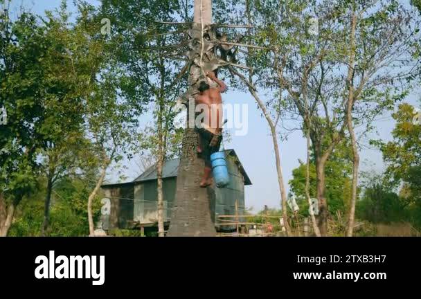 Toddy tapper climbing down a palm tree after harvested palm sap. Man ...
