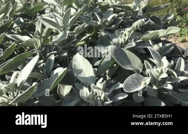 Common sage plant, aromatic herb and spice. Salvia officinalis in the ...