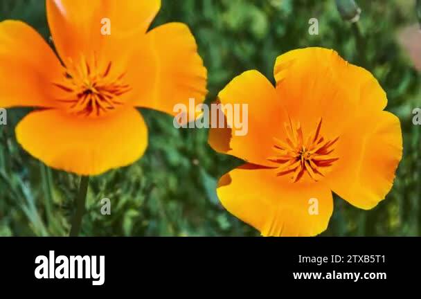 Papaveraceae family Stock Videos & Footage - HD and 4K Video Clips - Alamy