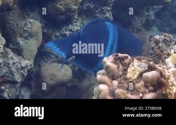 Wrasse family Stock Videos & Footage - HD and 4K Video Clips - Alamy