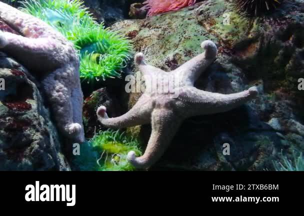 Cluster of starfish Stock Videos & Footage - HD and 4K Video Clips - Alamy