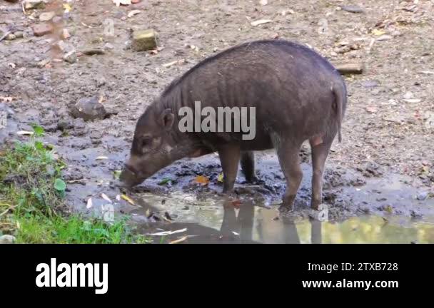 Visayan warty pig grubbing in the mud, typical wild boar behavior ...