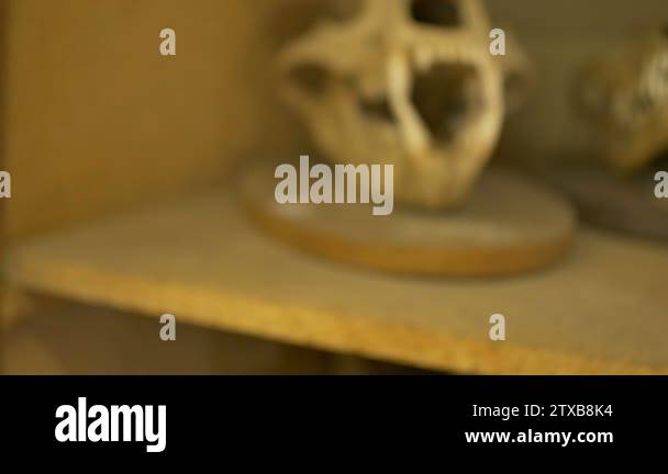 Wolf skeleton anatomy Stock Videos & Footage - HD and 4K Video Clips ...