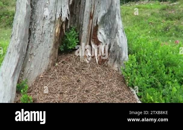 Alpine berry Stock Videos & Footage - HD and 4K Video Clips - Alamy