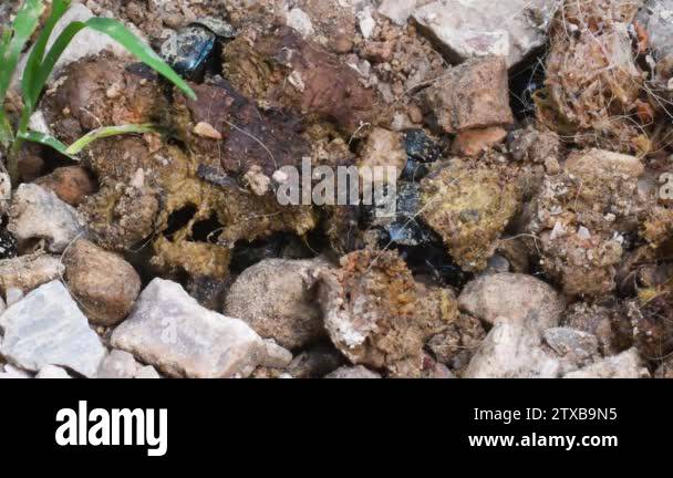 dung beetle, Geotrupidae, beetles, Coleoptera, earth-boring dung ...