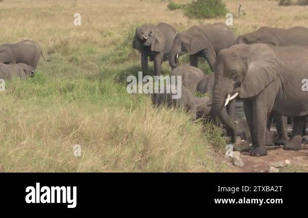 Close up elephants trunks Stock Videos & Footage - HD and 4K Video ...