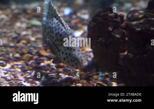 Panther swimming Stock Videos & Footage - HD and 4K Video Clips - Alamy