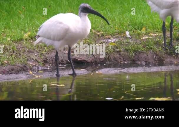 Oriental ibis Stock Videos & Footage - HD and 4K Video Clips - Alamy