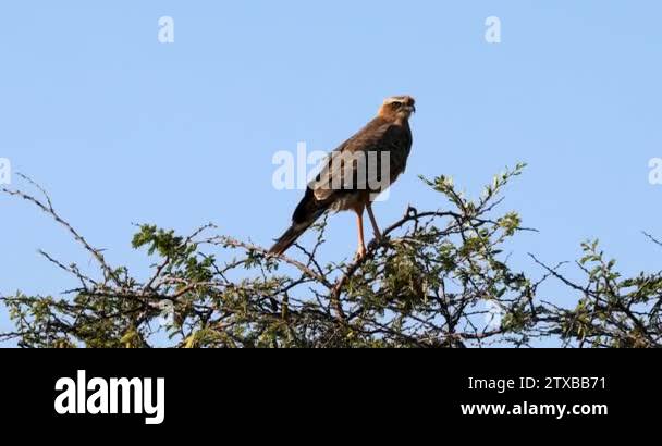 Tree bird africa wildlife Stock Videos & Footage - HD and 4K Video ...