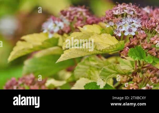 Physocarpus opulifolius, common ninebark, Eastern ninebark, ninebark or ...