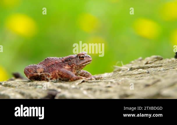 Toad frog Stock Videos & Footage - HD and 4K Video Clips - Alamy