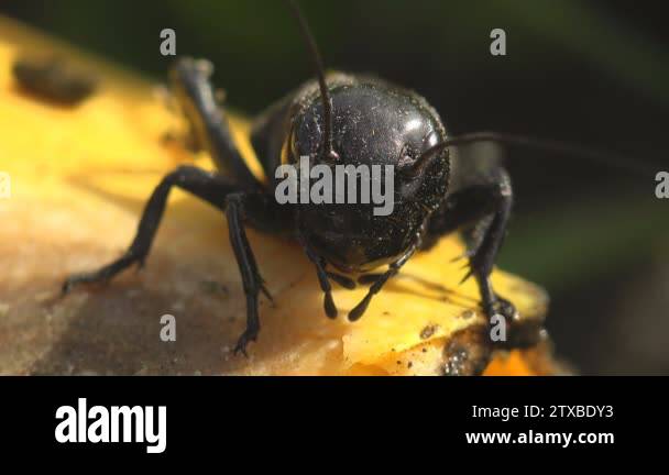 Orthoptera insects crickets Stock Videos & Footage - HD and 4K Video ...