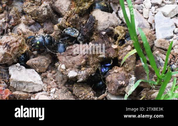 dung beetle, Geotrupidae, beetles, Coleoptera, earth-boring dung ...
