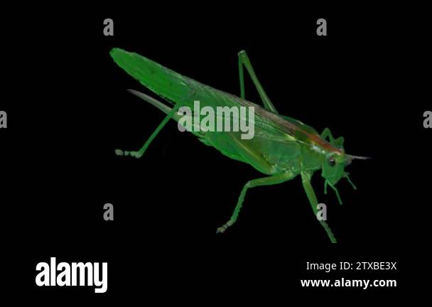 Green Locust Isolated on Black Background - Green Grasshopper Migratory ...