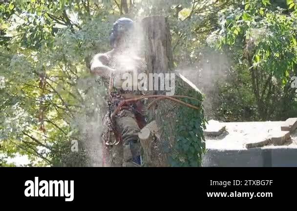 Female tree surgeon using a chainsaw to cut down a tree Stock Video ...