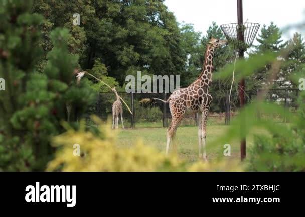 Giraffe walking trough savanna Stock Videos & Footage - HD and 4K Video ...