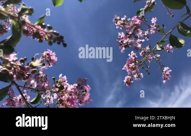 Tabebuia rosea is a Pink Flower neotropical tree and blue sky. common ...