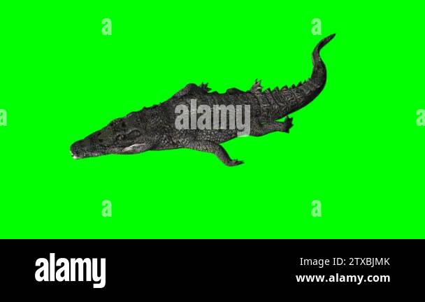Crocodile swimming - green screen Stock Video Footage - Alamy