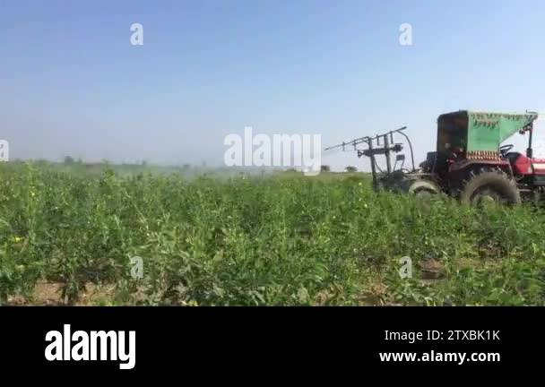 Farmer using pesticide to the Toor Dal or Pigeon Pea trees in tractor o ...