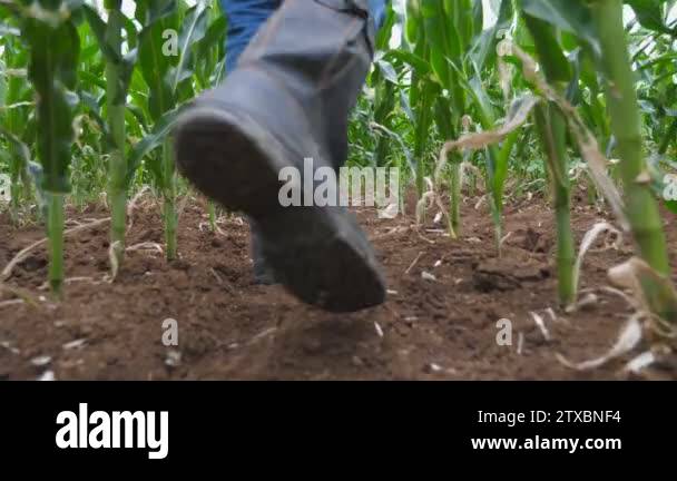 Follow to male feet in boots of farmer walking through the corn stalks ...