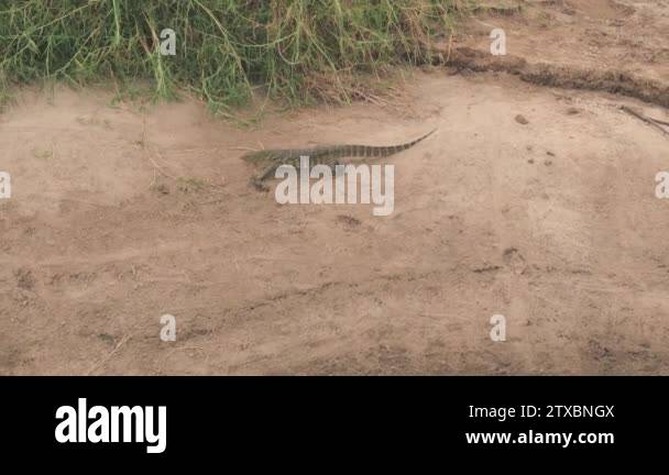 CLOSE UP: Carnivorous big monitor lizard walking on dry soil in arid ...