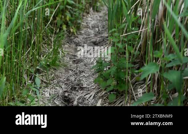 Grass bushes Stock Videos & Footage - HD and 4K Video Clips - Alamy