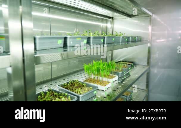 growing of young green sprouts in soil, in small boxes, on shelves of a ...