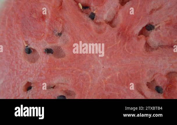 Food cross section Stock Videos & Footage - HD and 4K Video Clips - Alamy