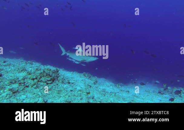 Tiger Shark are slowly swim in the blue water over coral reef, school ...