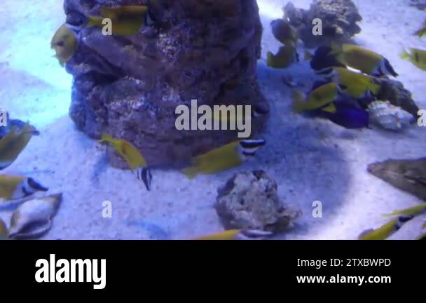 Fish swim in the aquarium in the zoo. Captive fish. Beautiful creatures ...