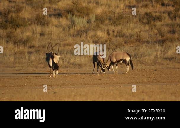 Gemsbok antelopes (Oryx gazella) fighting for territory, Kalahari ...