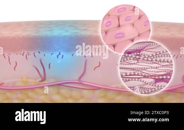 In biology, regeneration is a process of regeneration, restoration and ...